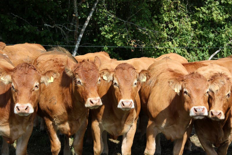 Cattle line up stock photo. Image of beef, gentle, brown - 11831936
