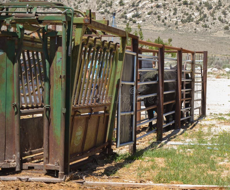 Cattle in working chute stock image. Image of mountains - 142075845