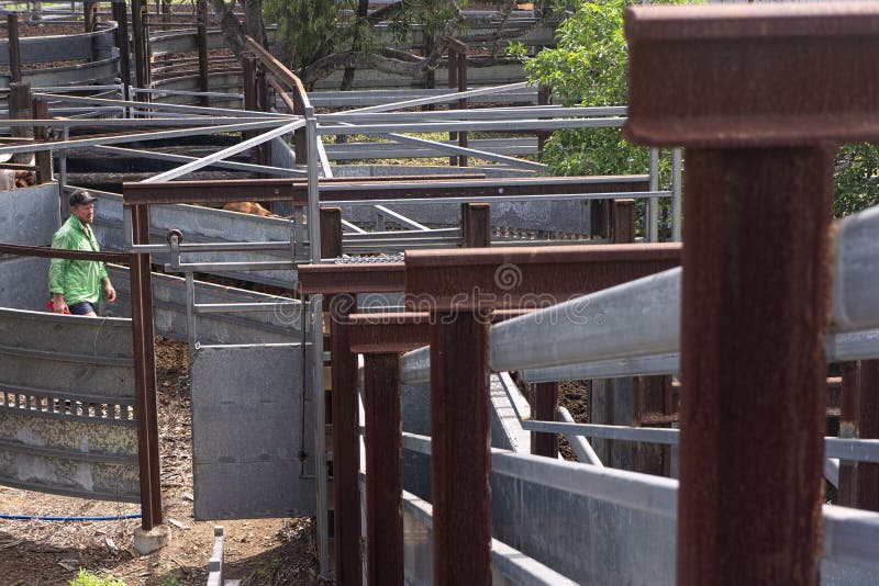 Cattle Loading Carousel in Australia Editorial Image - Image of driver ...