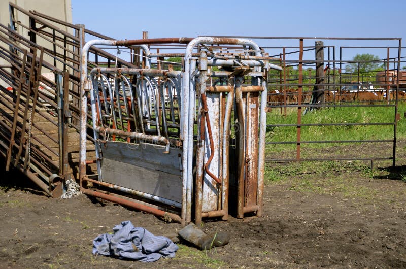 Cattle loading chute stock photo. Image of rodeo, grounds - 55153016