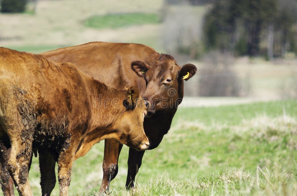 Cattle Love stock image. Image of friends, farm, graze - 70377771