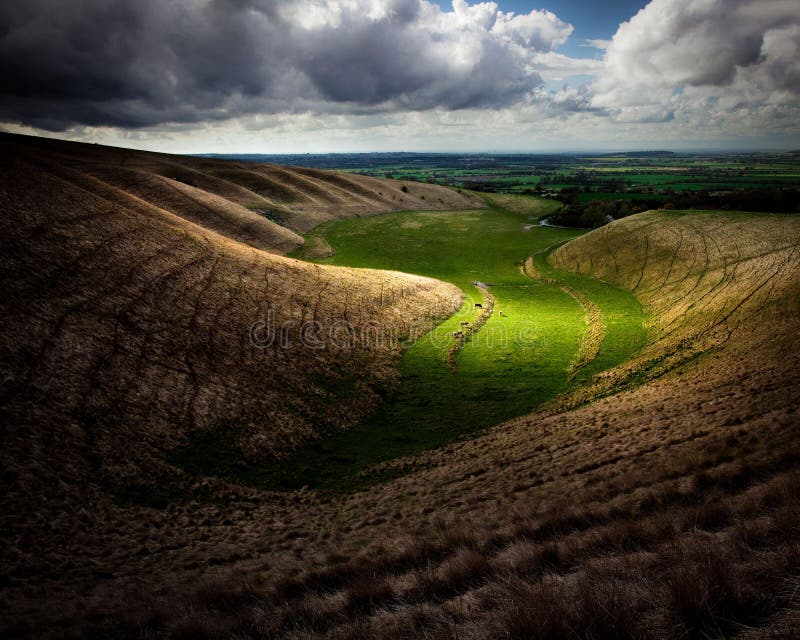 Cattle in the Manger, Whitehorse Hill, Oxfordshire Stock Image - Image ...