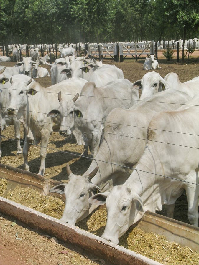 Cattle editorial stock image. Image of field, agriculture - 42452549