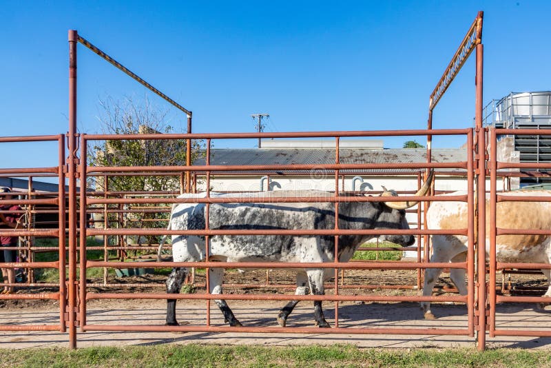 Cattle in a Metal Cage with Direction Stable in Fort Worth Stock Image ...