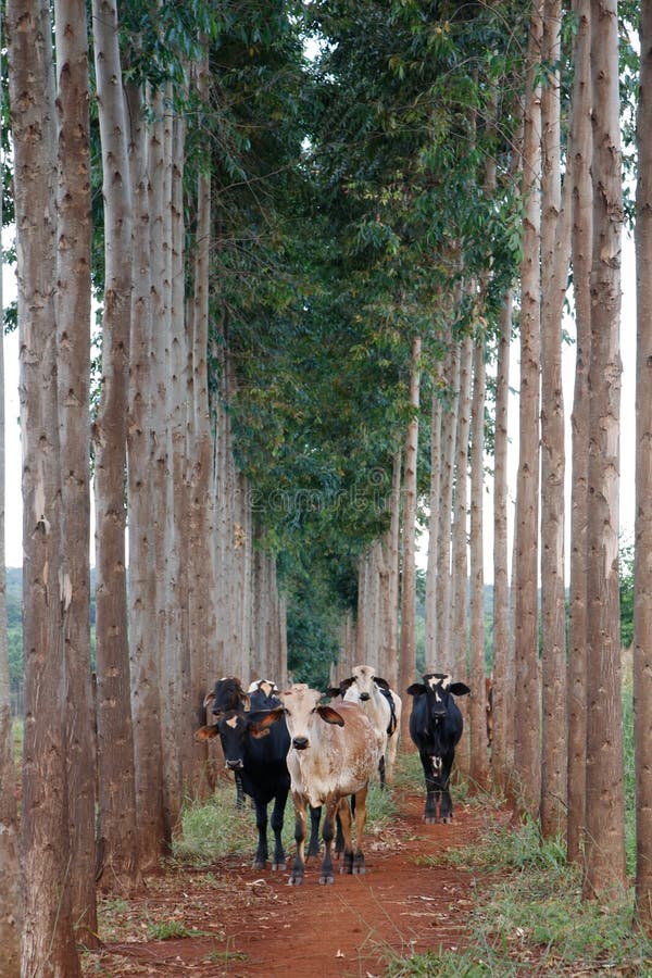Cattle in the Middle of the Forest Stock Image - Image of jungle ...