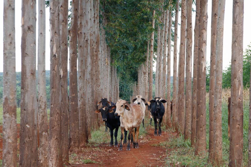 Cattle in the Middle of the Forest Stock Photo - Image of wildlife ...
