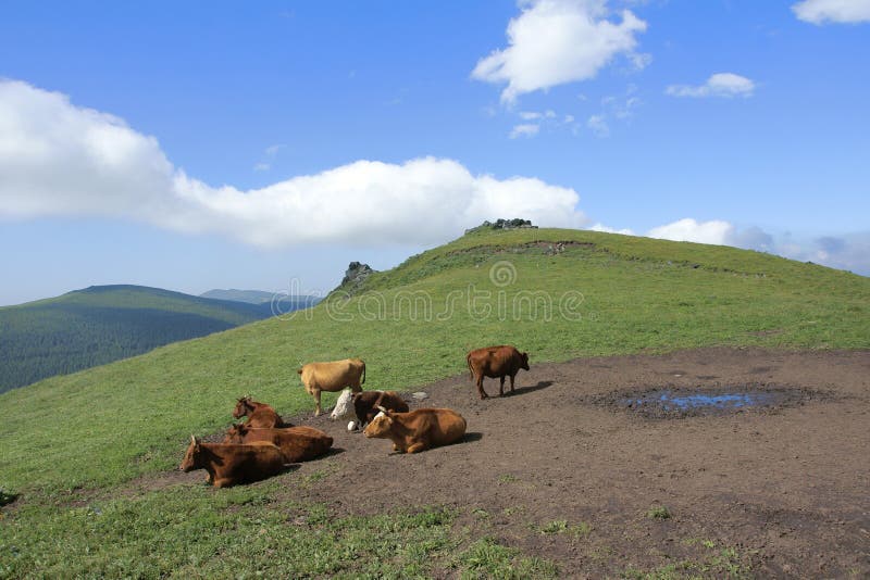 Cattle and mountain stock photo. Image of nature, clouds - 20484436