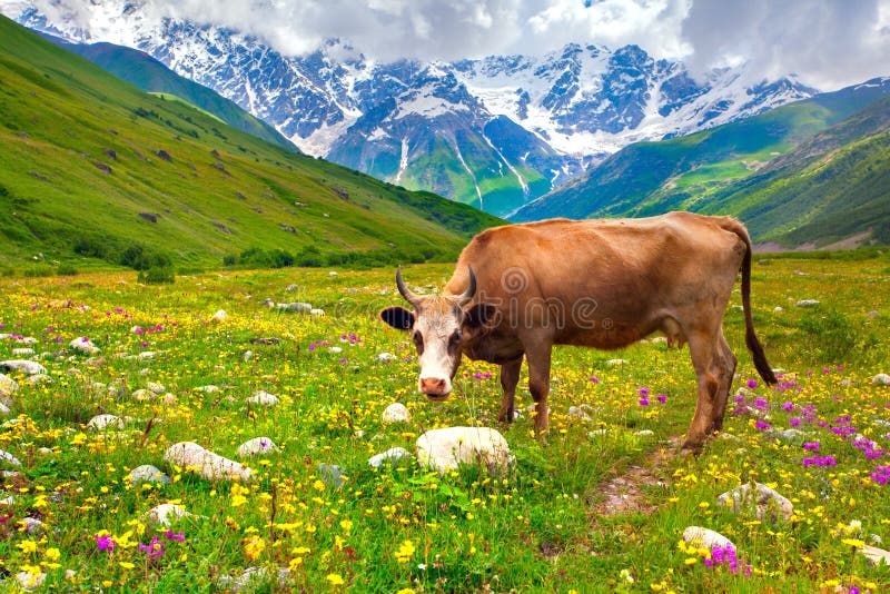 Cattle on a Mountain Pasture Stock Image - Image of alpine, majestic ...