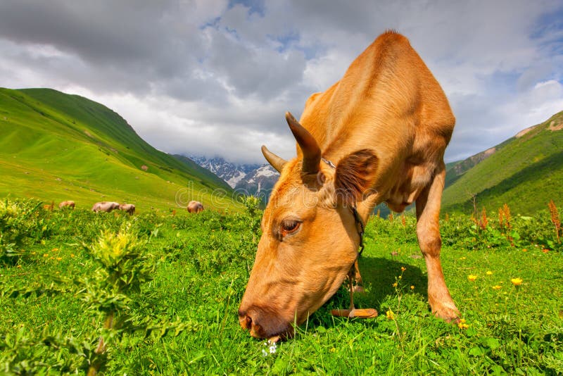 Cattle on a Mountain Pasture Stock Image - Image of animal, plant: 32590625