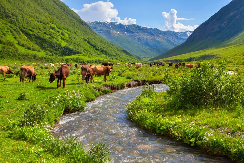 Mountain pasture stock image. Image of field, trees, barbwire - 62039061
