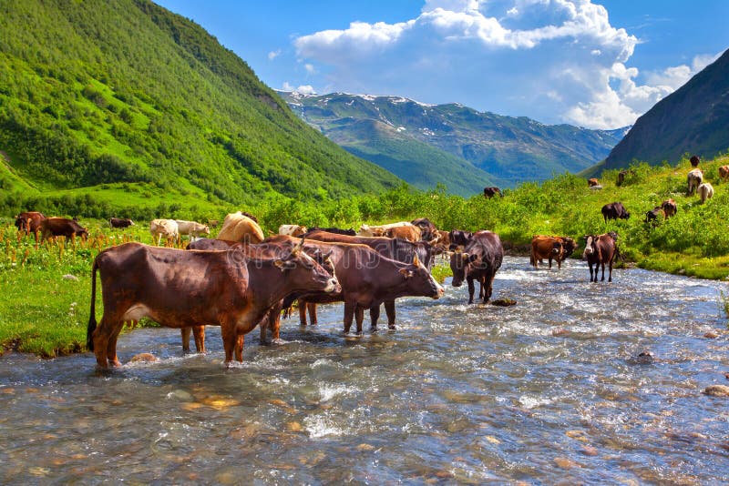 Cattle on a Mountain Pasture. Stock Photo - Image of morning ...