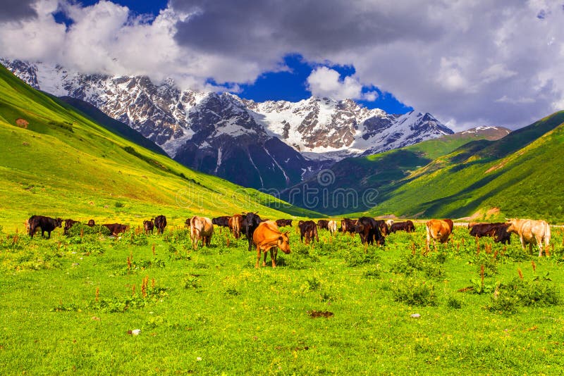 Cattle on a Mountain Pasture. Stock Image - Image of background ...