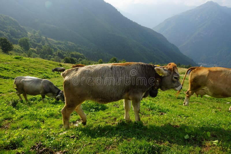Cattle on Mountain Pastures Stock Image - Image of product, pastures ...