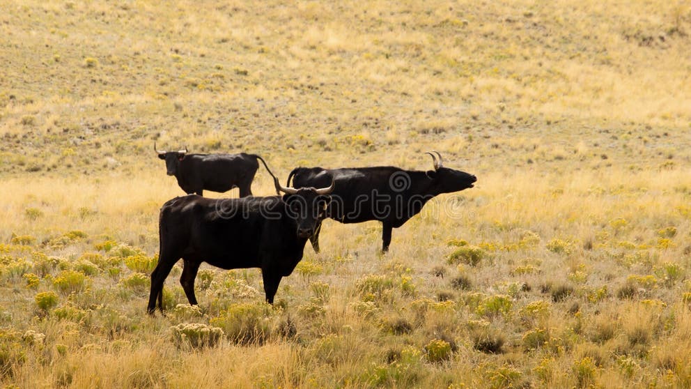 Open range cattle stock photo. Image of grass, fall - 255963330