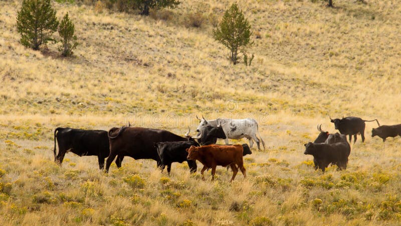 Open range cattle stock image. Image of america, agriculture - 255964223
