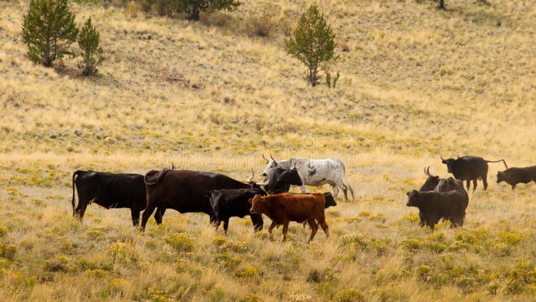 Open range cattle stock image. Image of america, agriculture - 255964223