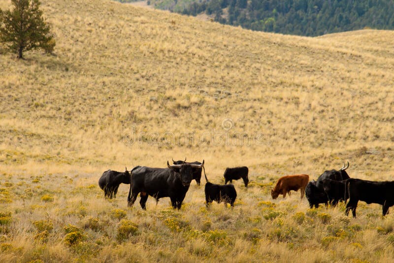 Open range cattle stock image. Image of nature, america - 255966121