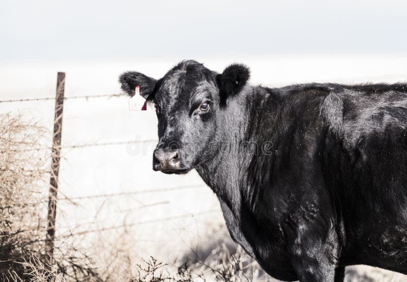Cattle on the Open Range in Rural Colorado Stock Image - Image of ...