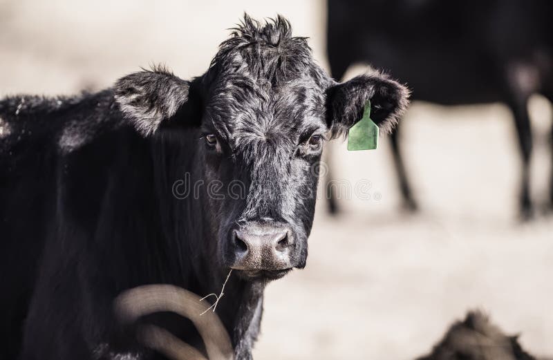 Cattle on the Open Range in Rural Colorado Stock Image - Image of ...