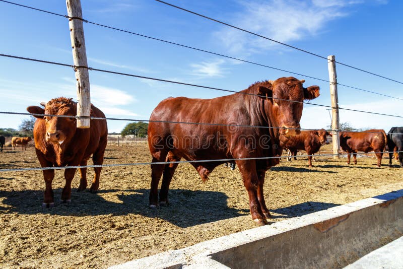 Cattle on an Organic and Natural Beef Farm Stock Image - Image of ...