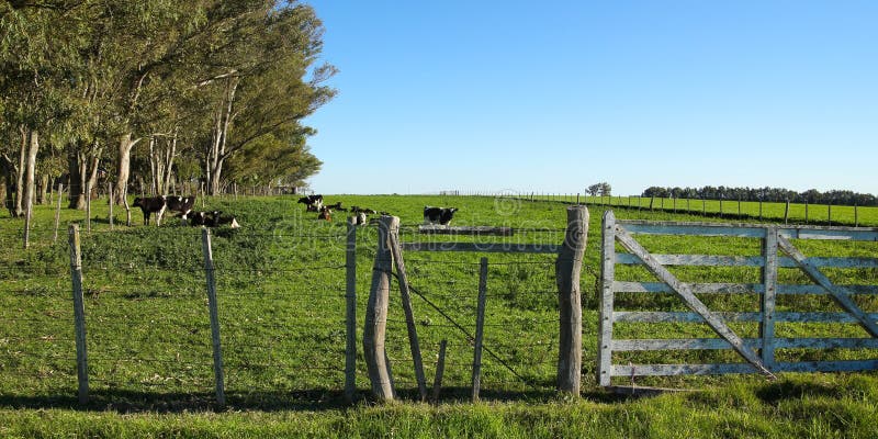 Cattle in a paddock, stock photo. Image of farming, grazing - 29103742
