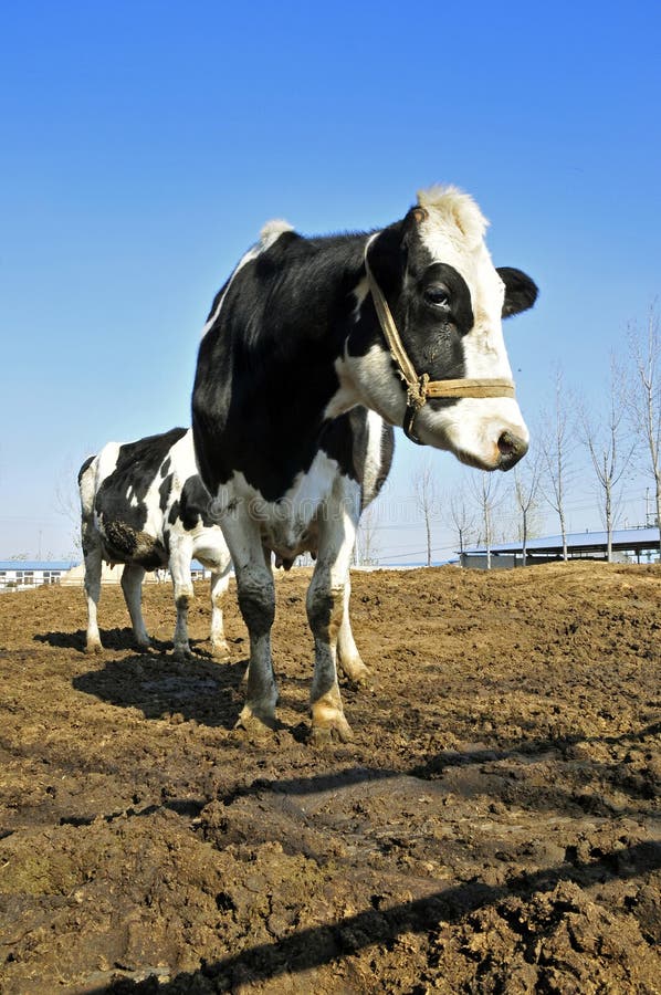 Dairy farm stock photo. Image of call, farm, mammals - 370272424