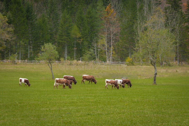 Cattle on pasture stock photo. Image of group, dairy - 79682086