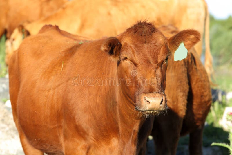 Red Angus Cattle in a Pasture Stock Image - Image of green, agriculture ...