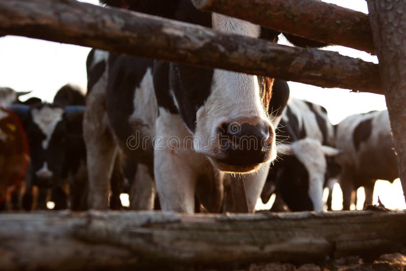 Cattle in the Pen, Close-up Muzzle. Stock Photo - Image of green ...