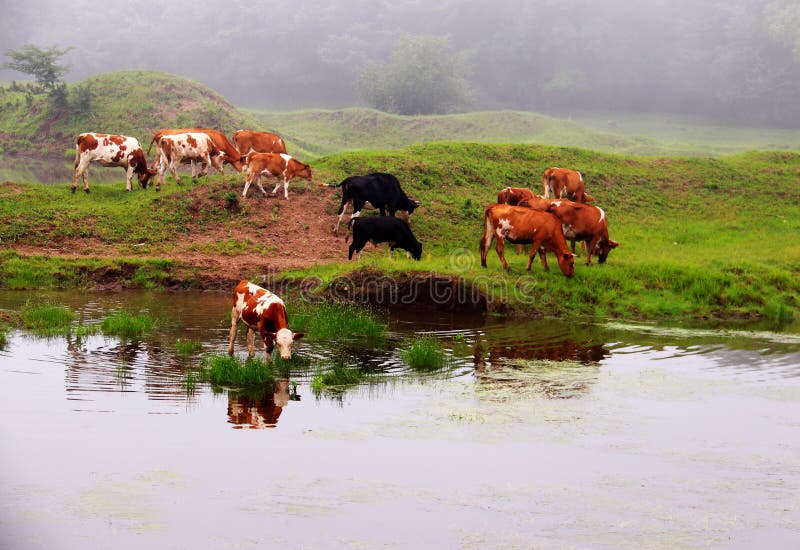 Cattle stock photo. Image of aquatic, china, lily, family - 124640320