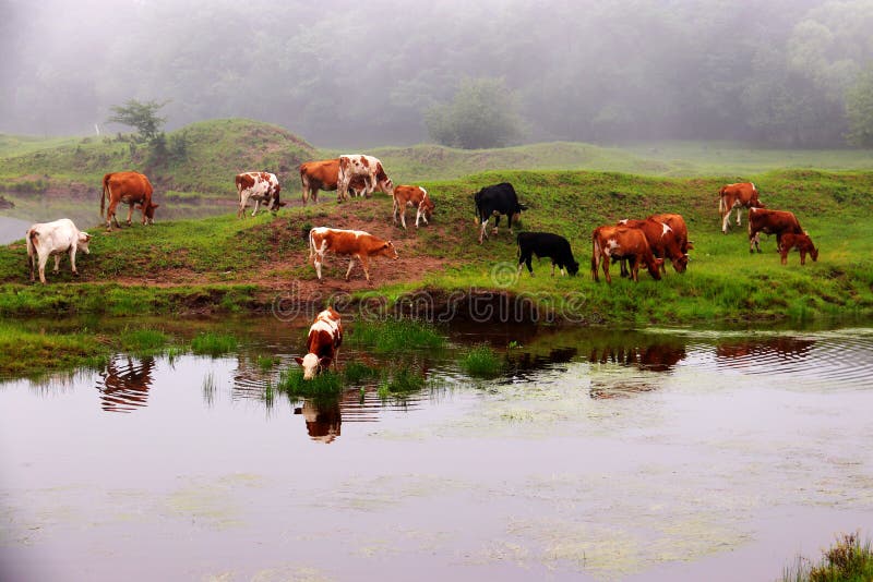 Cattle stock photo. Image of house, chinese, aranea - 124640748