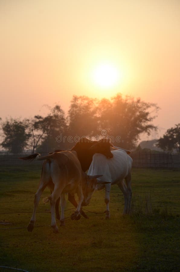 Cattle are Playing in a Field during Mid-day and Sunset View the ...