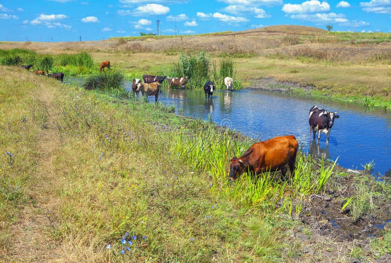 Cattle in the water stock image. Image of pastoral, pond - 87042267