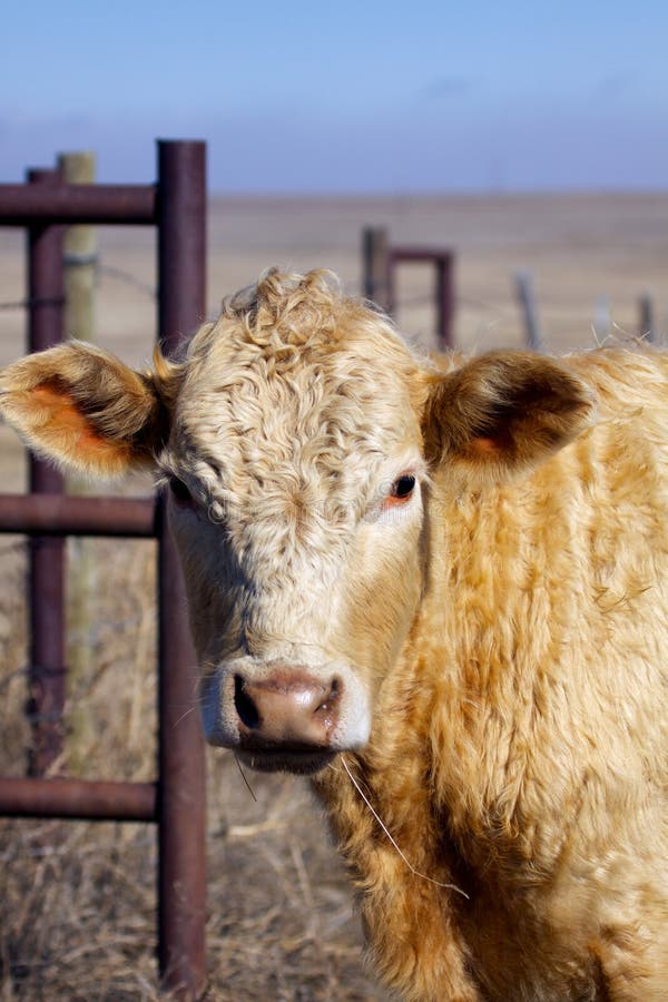 Cattle Portrait stock image. Image of food, beef, animal - 13304981