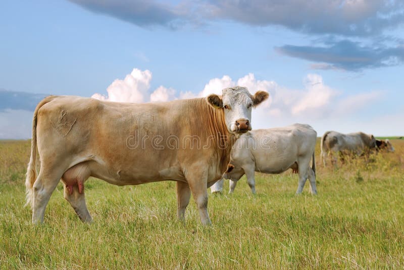 Prairie landscape stock photo. Image of clouds, field - 26883120