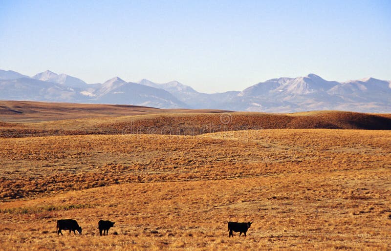 Cattle Ranch stock image. Image of blue, field, outdoor - 5211697