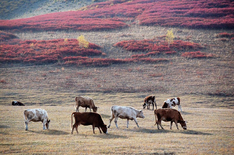 Cattle on the Prairie in Autumn Stock Image - Image of nature, field ...