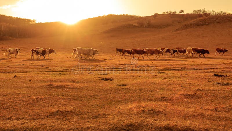 Cattle on Prairie stock photo. Image of rural, herd, animal - 14945734