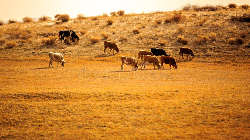 Cattle on the Prairie Landscape in Springtime Stock Image - Image of ...
