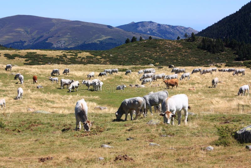 Cattle in Pyrenees stock image. Image of agriculture - 11932273