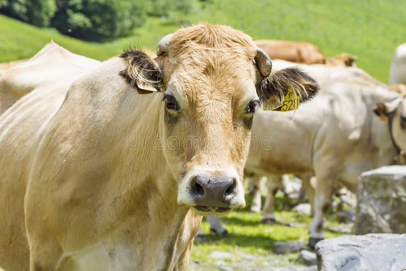 Cattle in the Pyrenees stock photo. Image of calf, mountain - 228942066