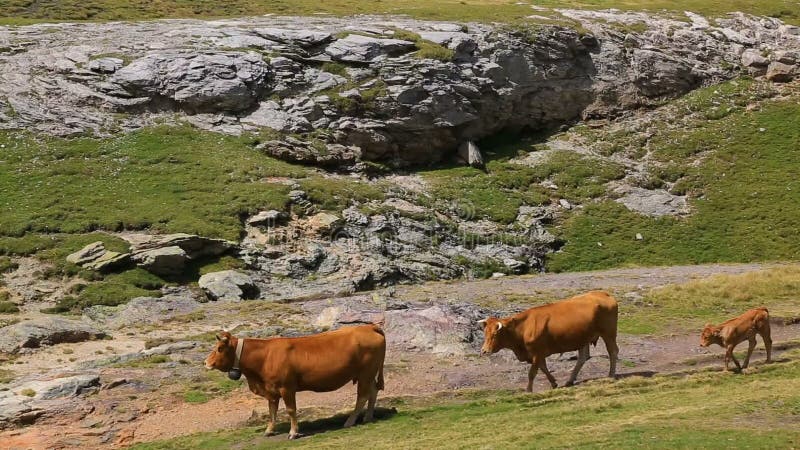 Cattle in Pyrenees stock video. Video of meadow, landscape - 155372919