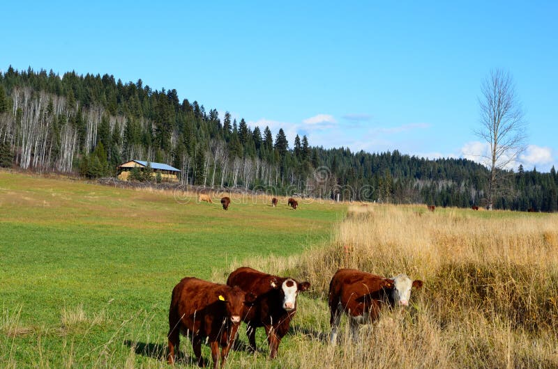 Cattle Ranch stock photo. Image of grass, ranch, farm - 188948802
