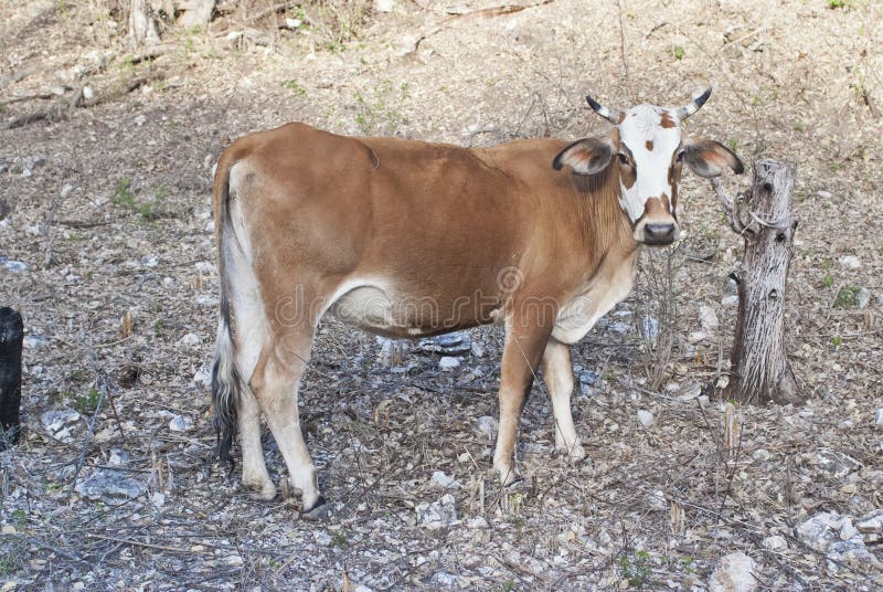 Cattle ranch outside stock photo. Image of hooves, cattle - 126101954
