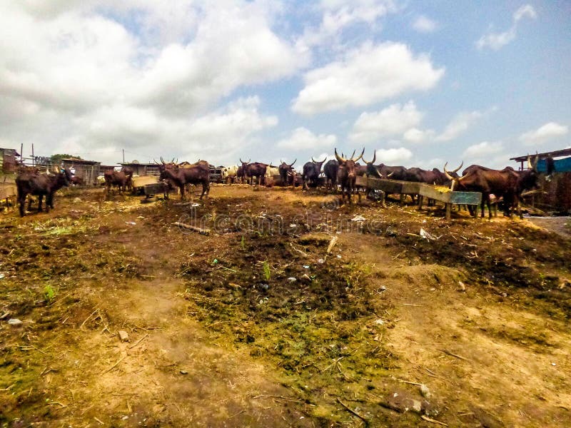 145 Cattle Ranch Night Stock Photos - Free & Royalty-Free Stock Photos ...