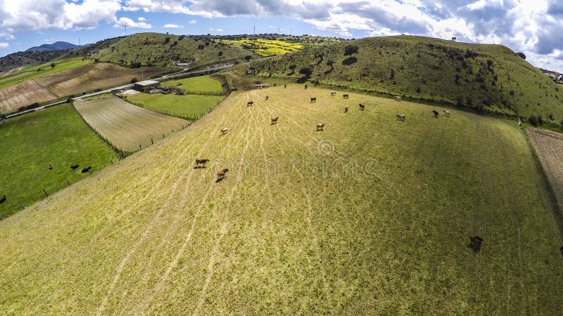 Cattle on a ranch editorial photo. Image of field, mancha - 53715356