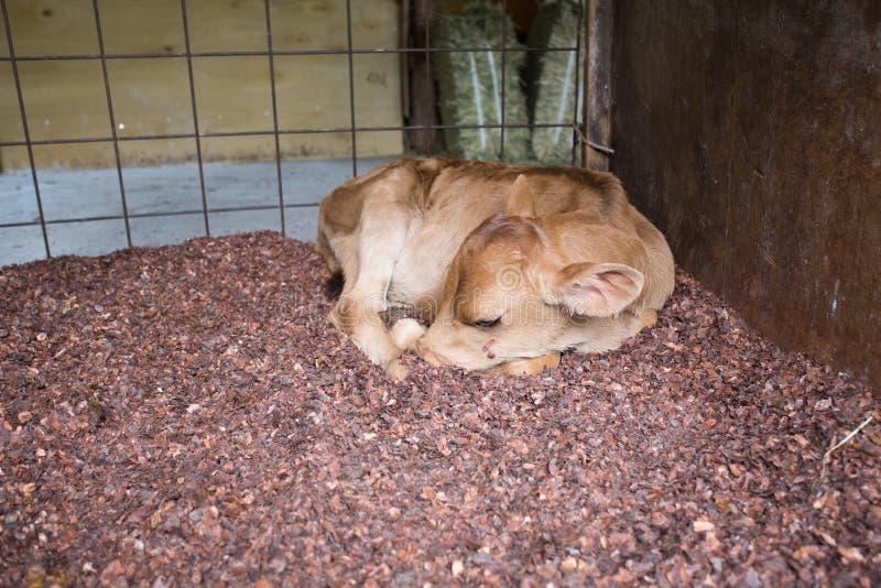 Cattle ranch stock image. Image of bovine, calf, brown - 53307715