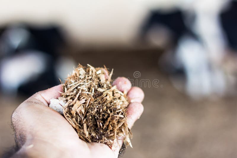 Cattle Rancher Analyzes Sawdust and Compost Manure in the Compost Barn ...