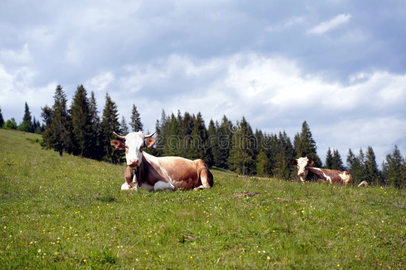 Cattle on range stock photo. Image of mammal, grazing - 322476610