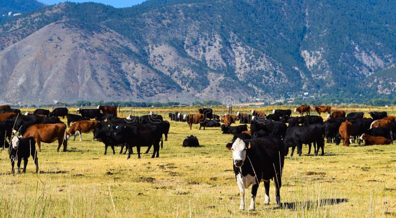 Cattle on the Range stock photo. Image of mountain, grazing - 84694892